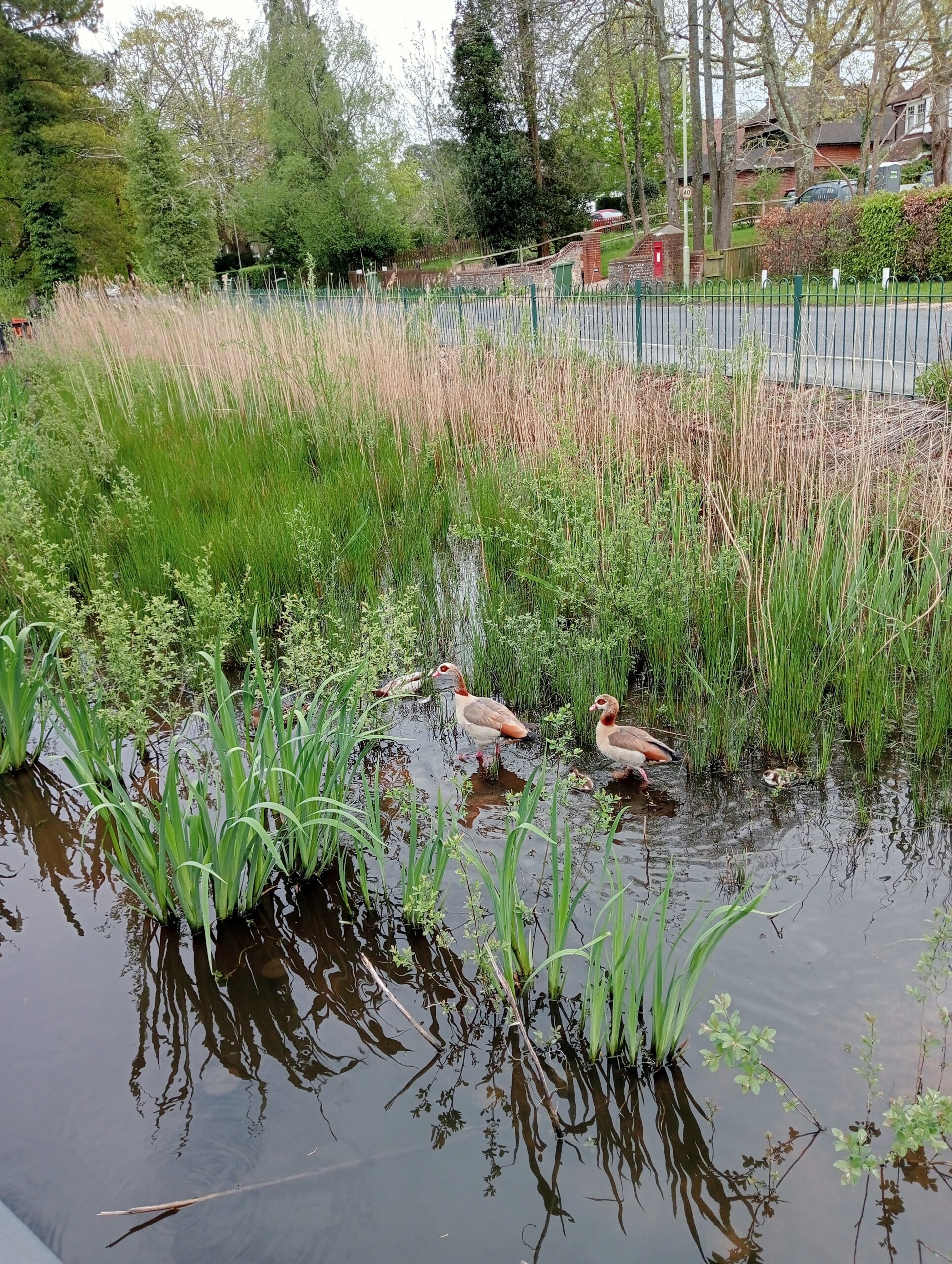 Pictures of Petersfield - Local Histories